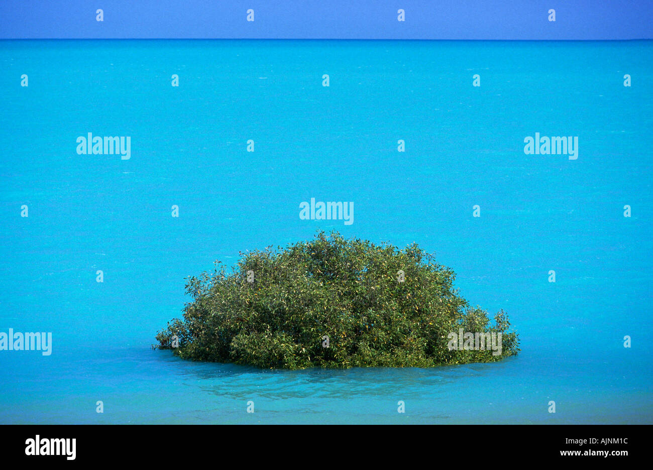 Mangrove at high tide Roebuck Bay Indian Ocean near Broome W Kimberley ...
