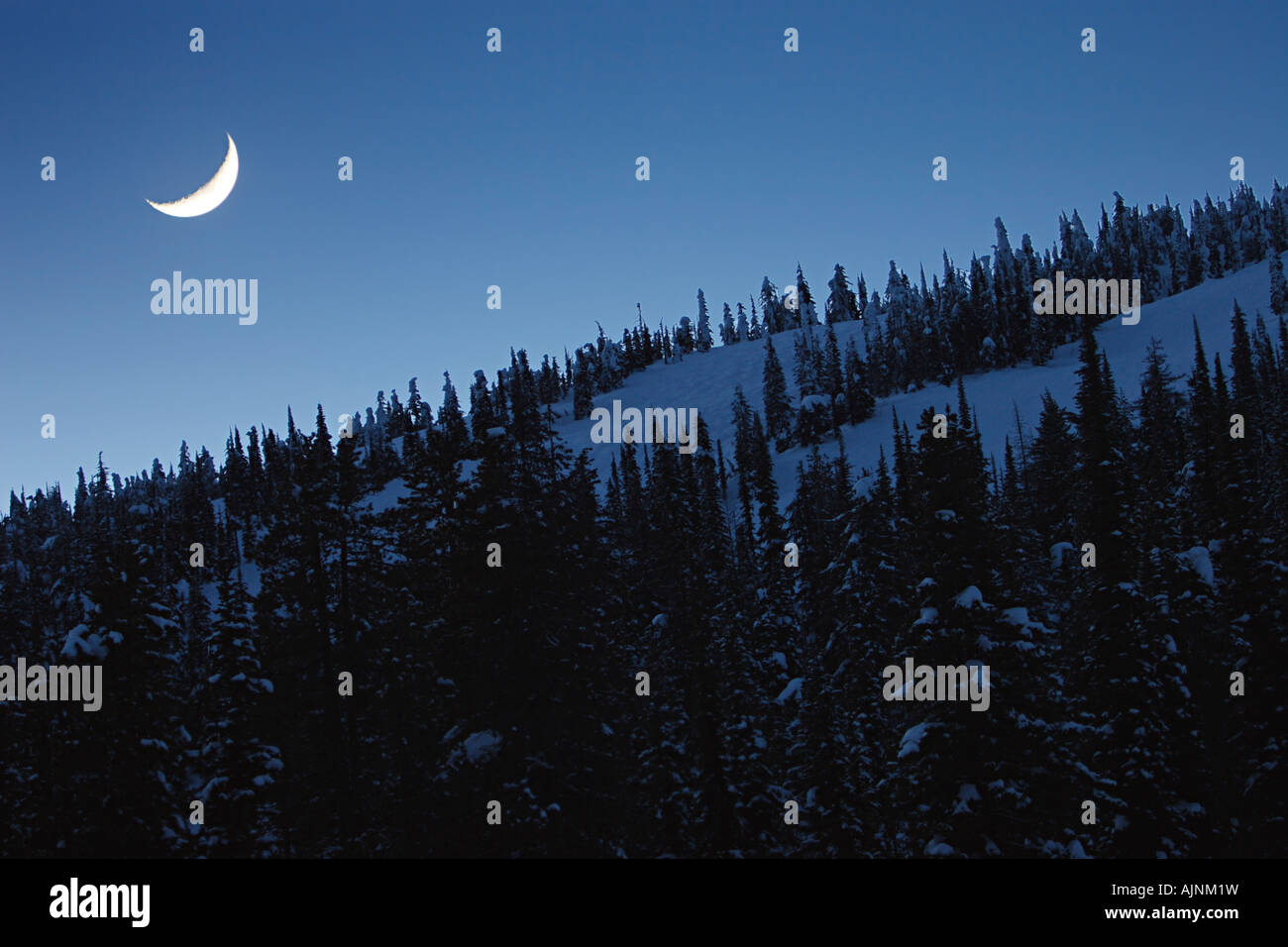 Trees in snow with crescent moon Stock Photo - Alamy