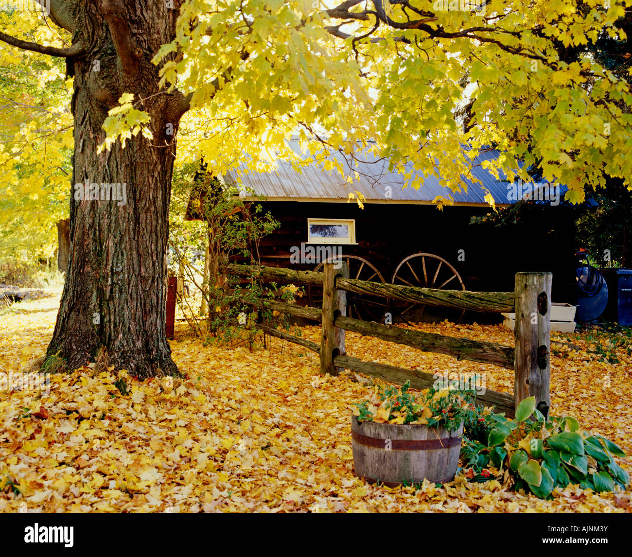 Cottage with fall tree and fence Stock Photo - Alamy