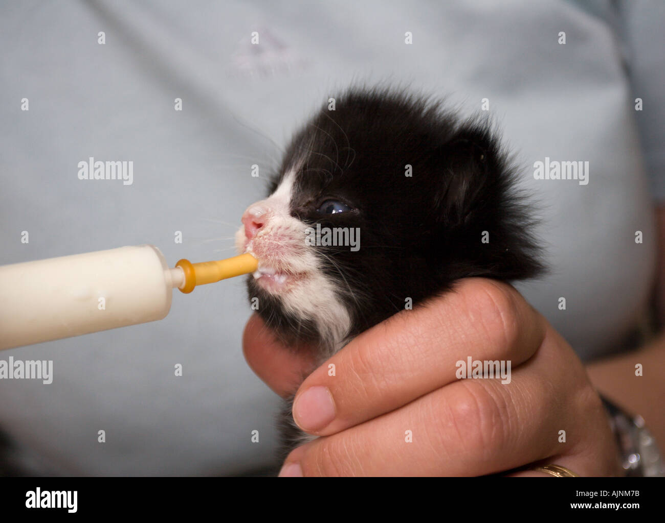 A 4 week old kitten abandoned in a garden and rescued is looked after ...