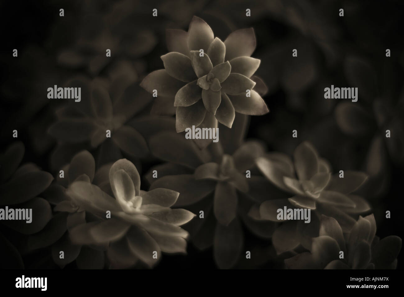 Flower petal microscope hi-res stock photography and images - Alamy