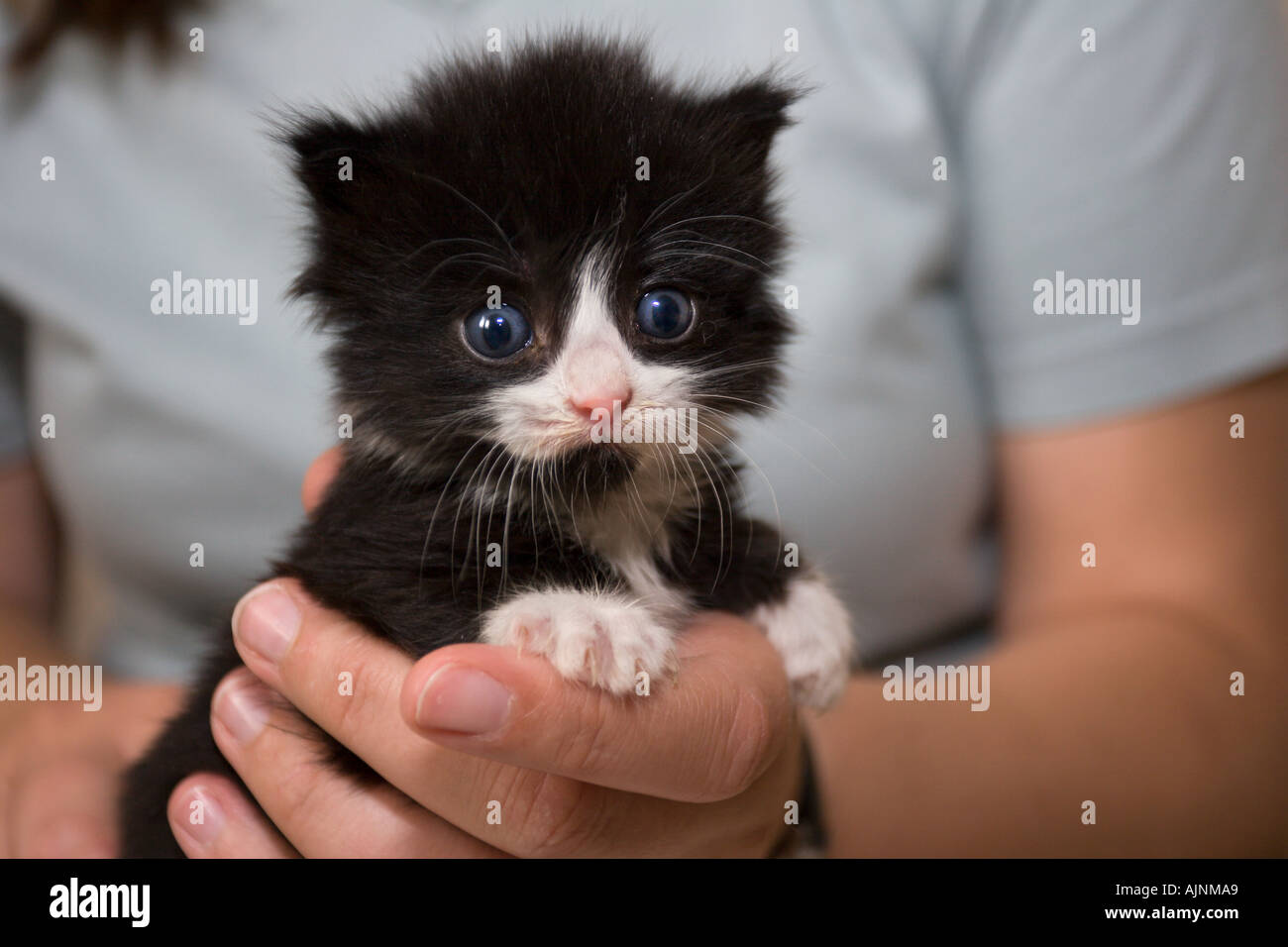A 4 week old kitten abandoned in a garden and rescued, is looked after ...