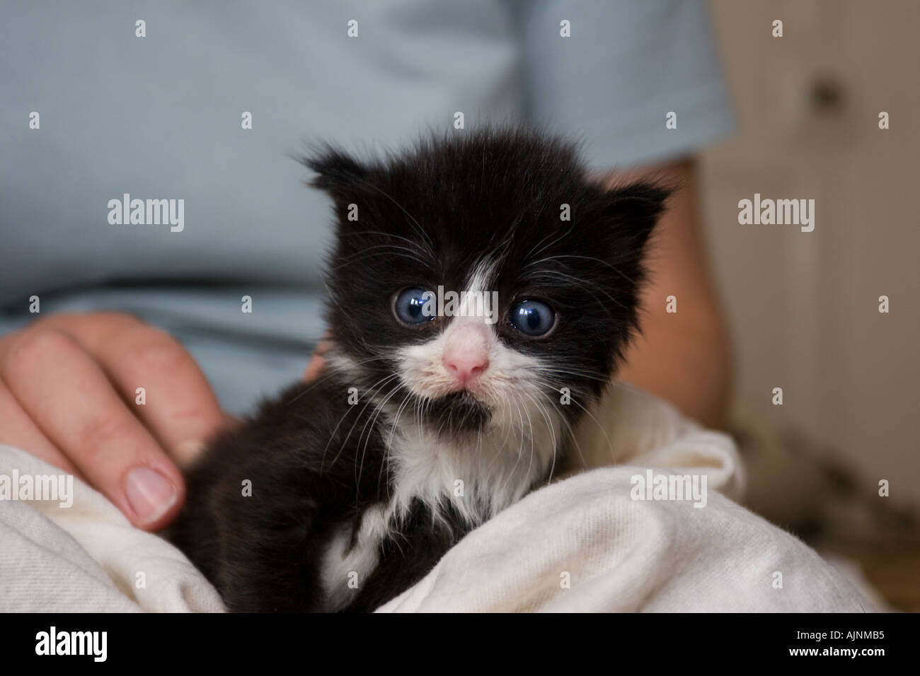 A 4 week old kitten abandoned in a garden and rescued is looked after ...
