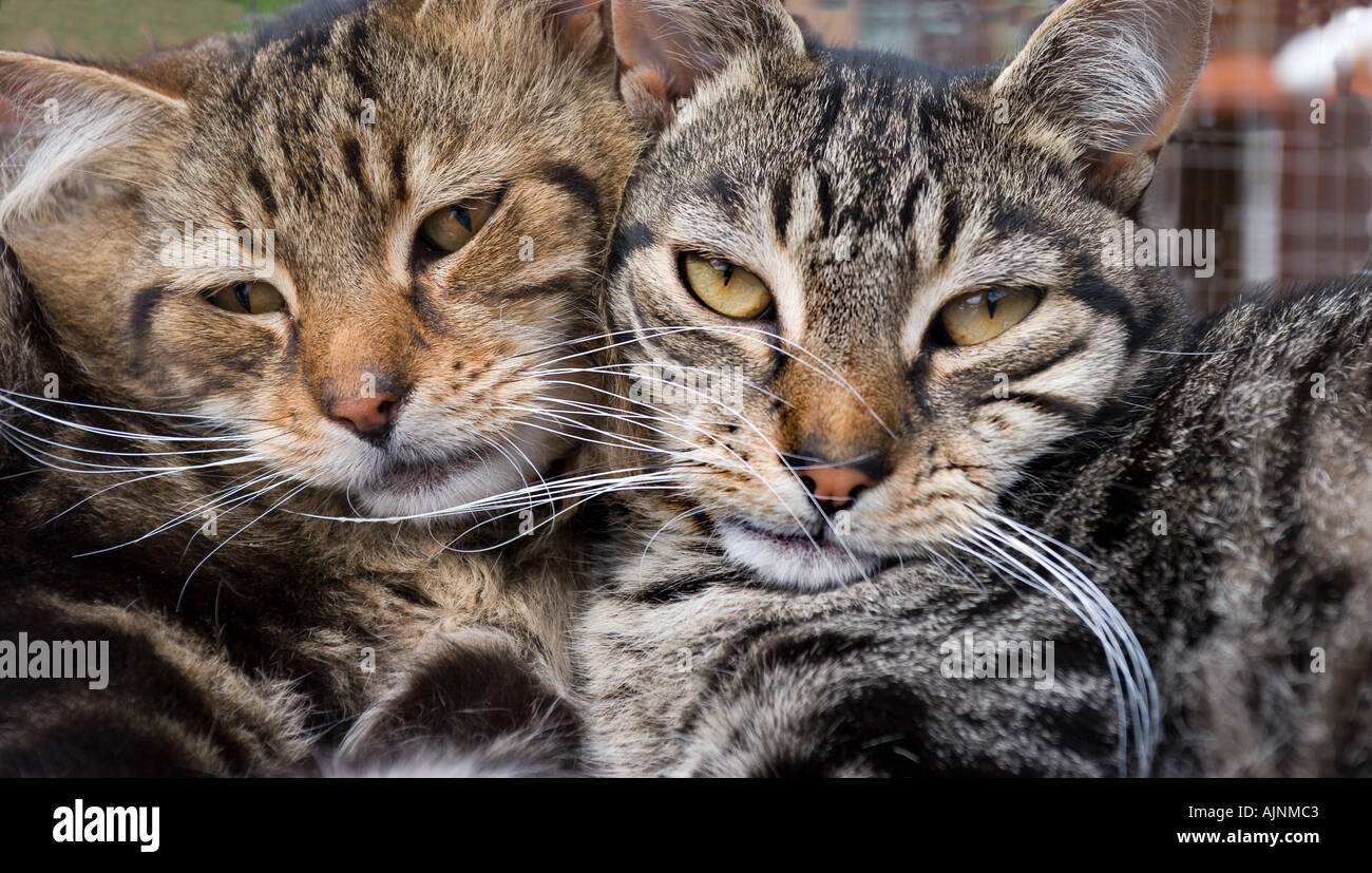Two cats best friends hi-res stock photography and images - Alamy