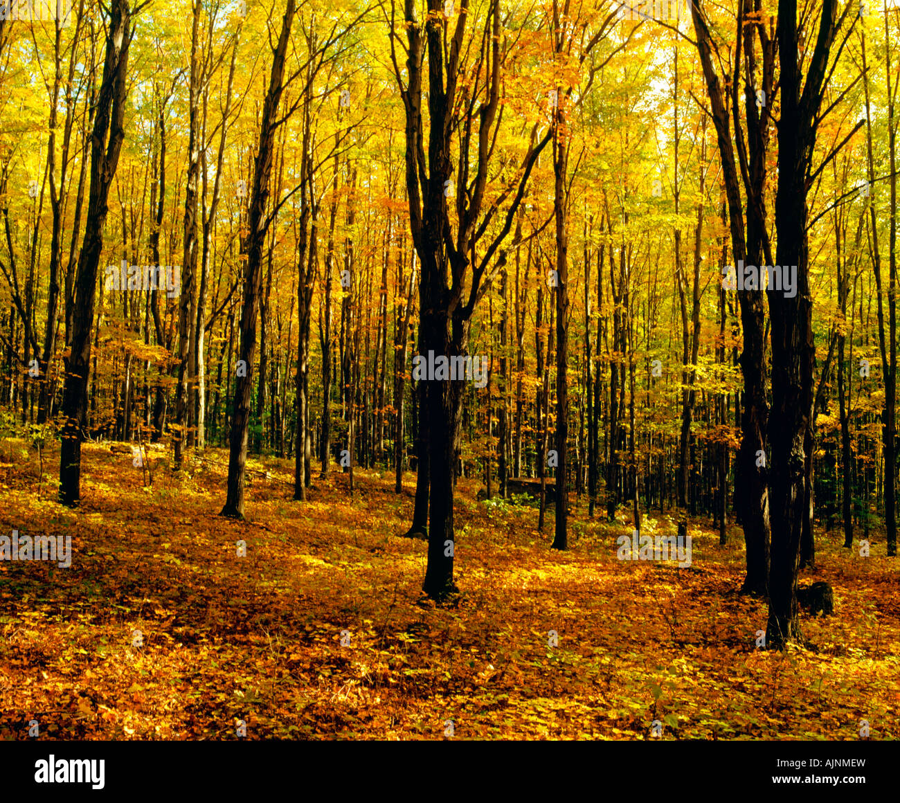 Forest in autumn with trees Stock Photo - Alamy