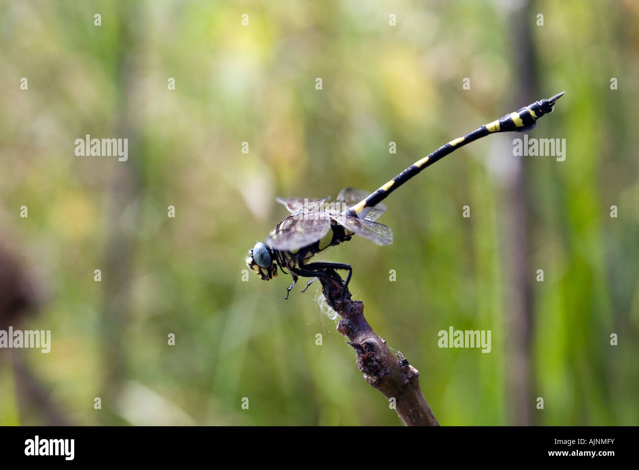 Ictinogomphus rapax. Indian clubtail dragonfly in the indian ...