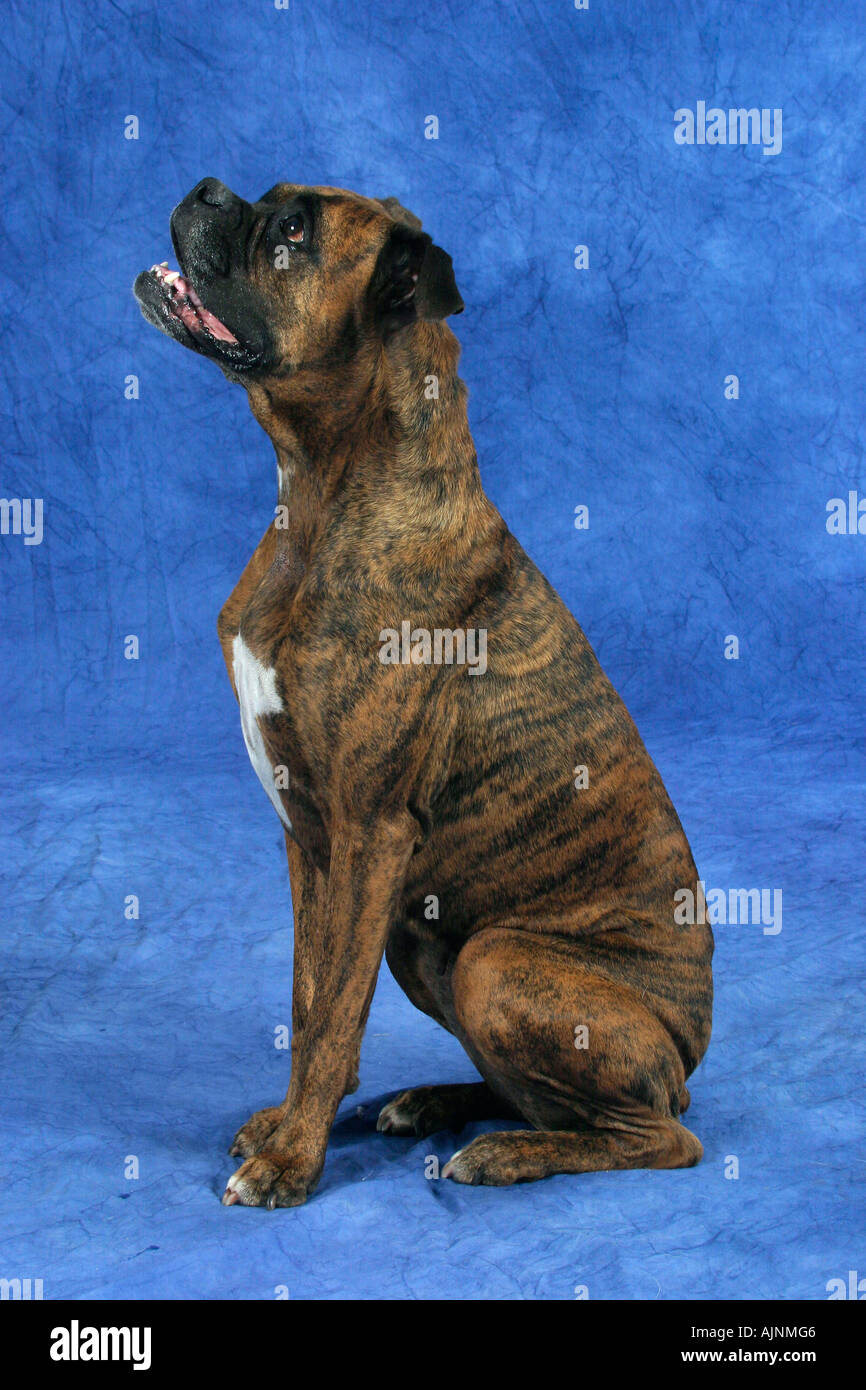 German Boxer side Deutscher Boxer seitlich Stock Photo - Alamy