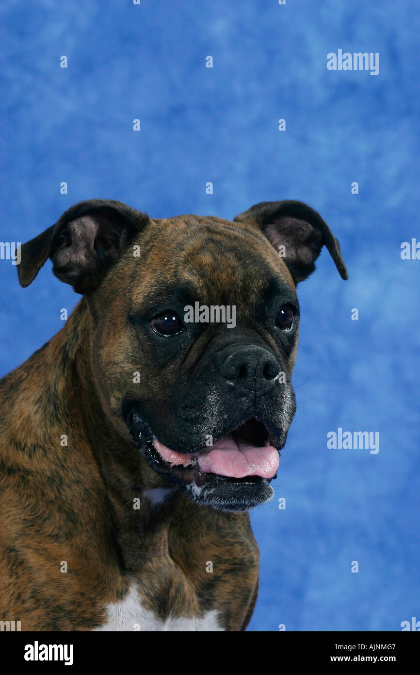 German Boxer Deutscher Boxer Stock Photo - Alamy