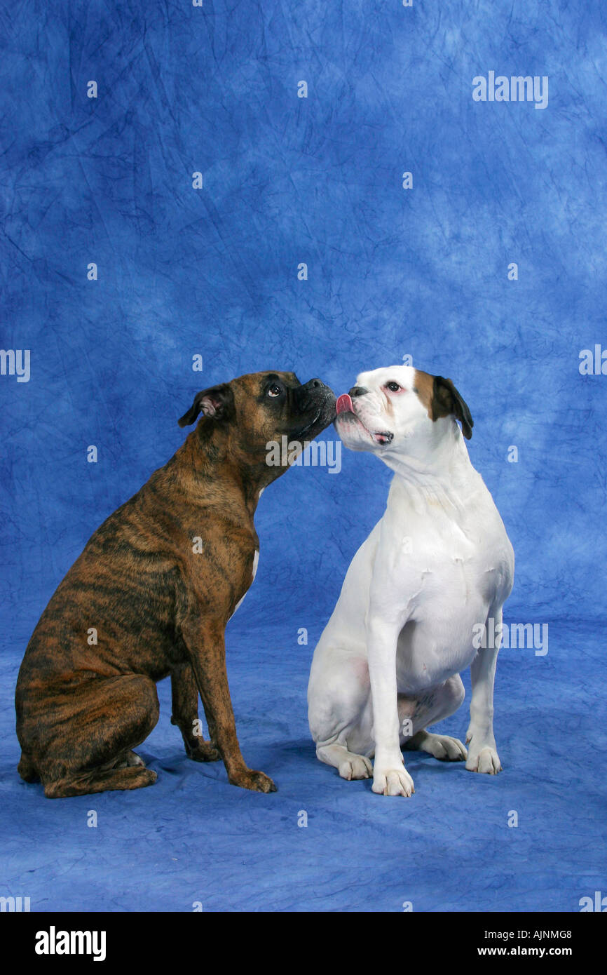 German Boxer Deutsche Boxer Stock Photo - Alamy
