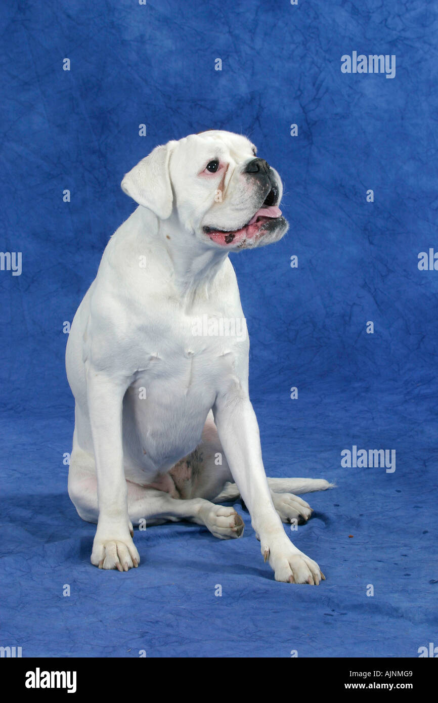 White German Boxer Weisser Deutscher Boxer Stock Photo - Alamy