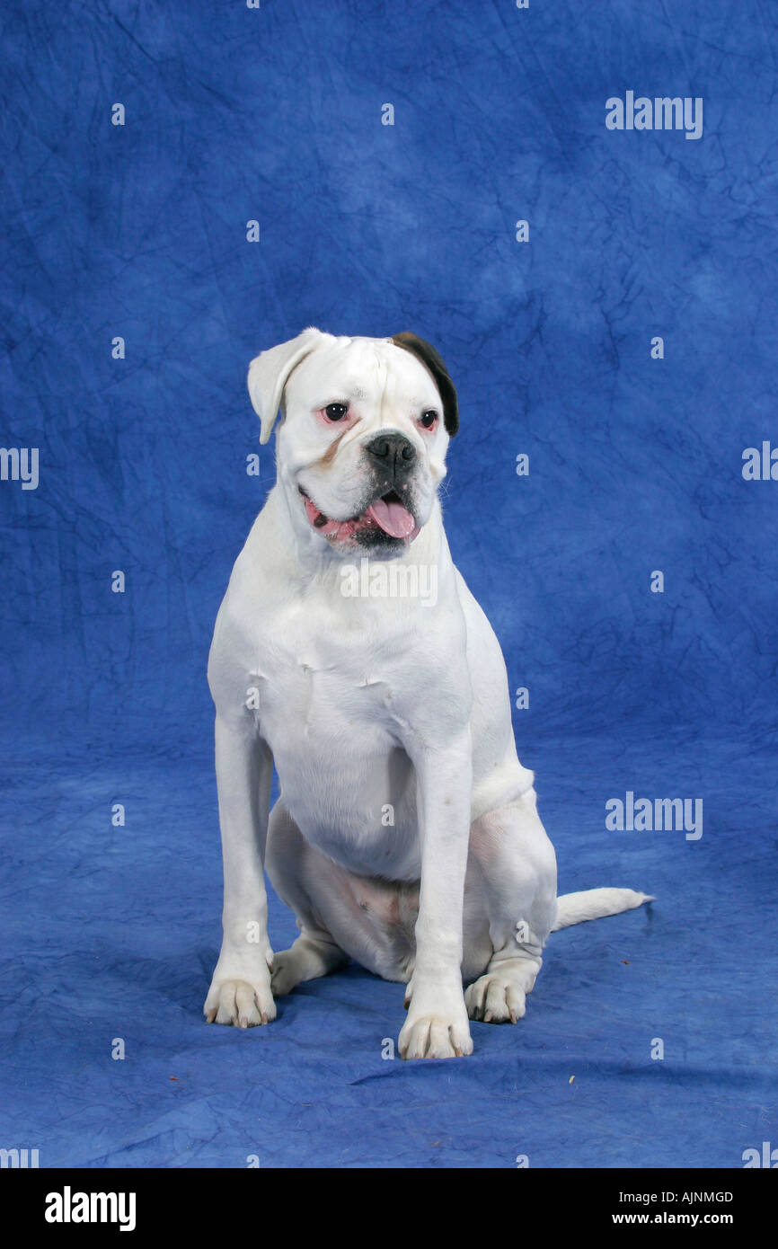 White German Boxer Weisser Deutscher Boxer Stock Photo - Alamy