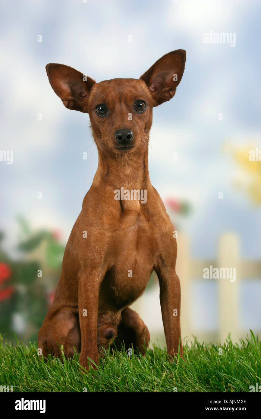Miniature Pinscher Zwergpinscher Pinscher Rehpinscher Zwergrehpinscher ...