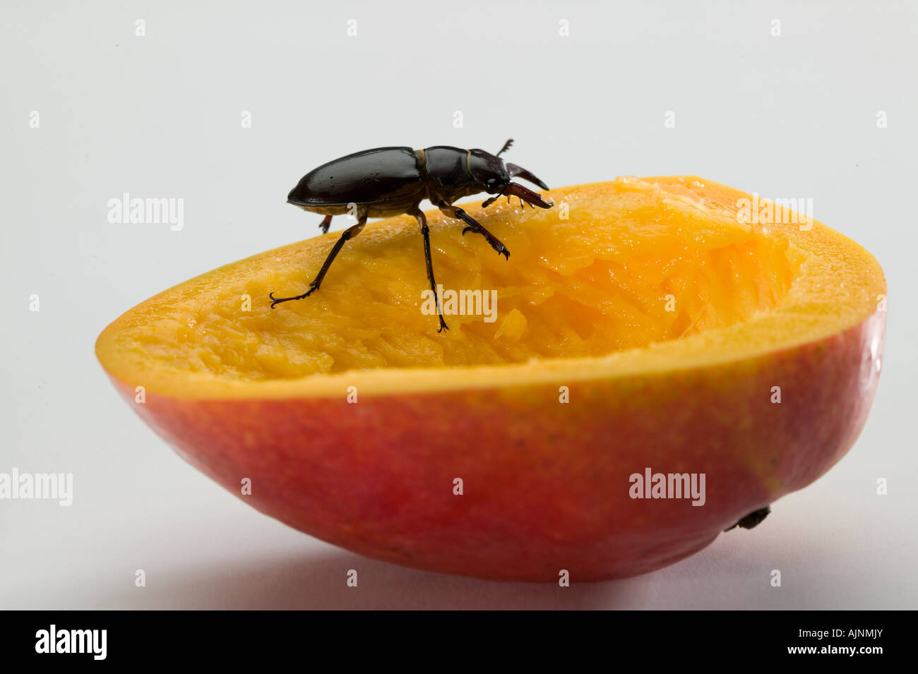 Stag Beetle on mango Stock Photo - Alamy