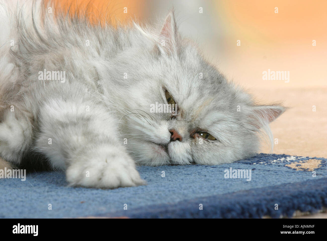 Persian Cat Perserkatze Stock Photo - Alamy