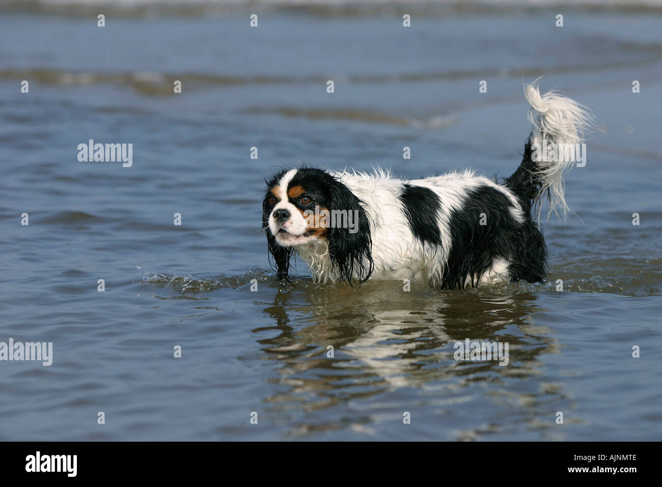 Cavalier King Charles Spaniel tricolor at beach wet Cavalier King ...