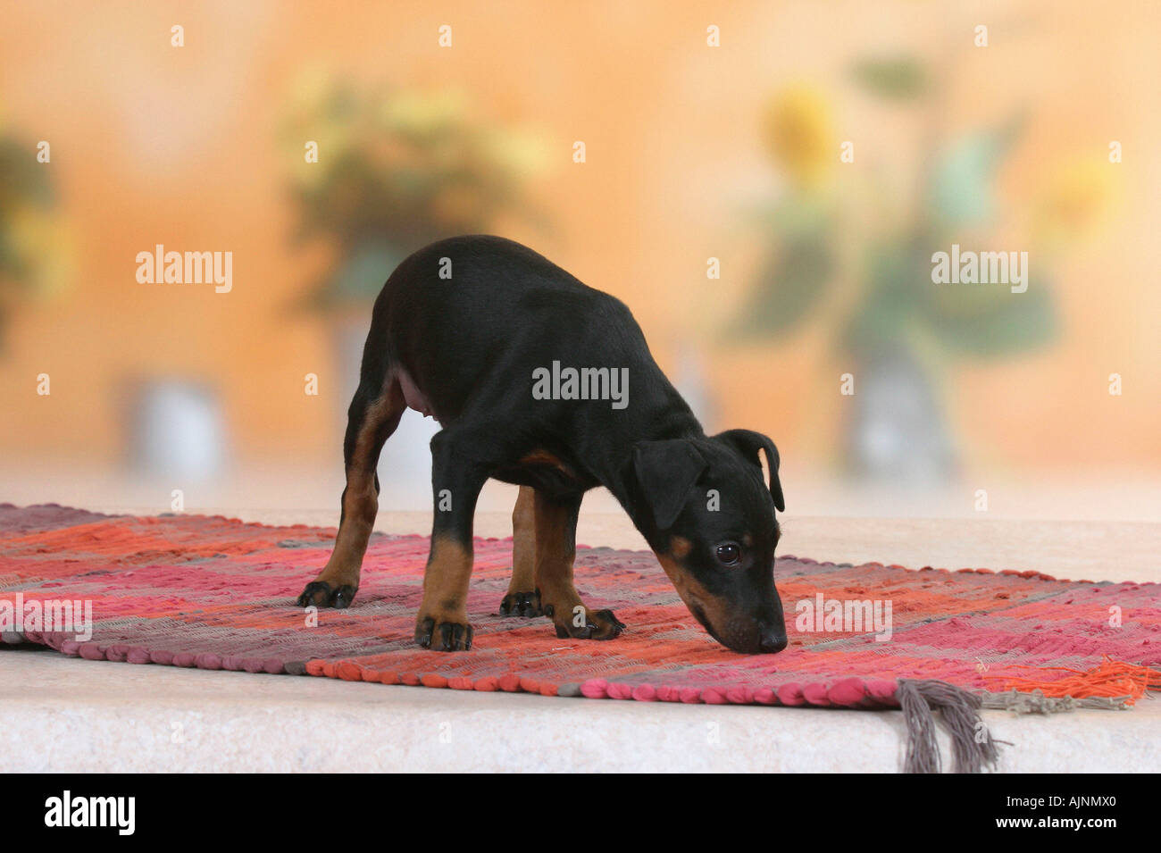 Sniffing animal hi-res stock photography and images - Alamy