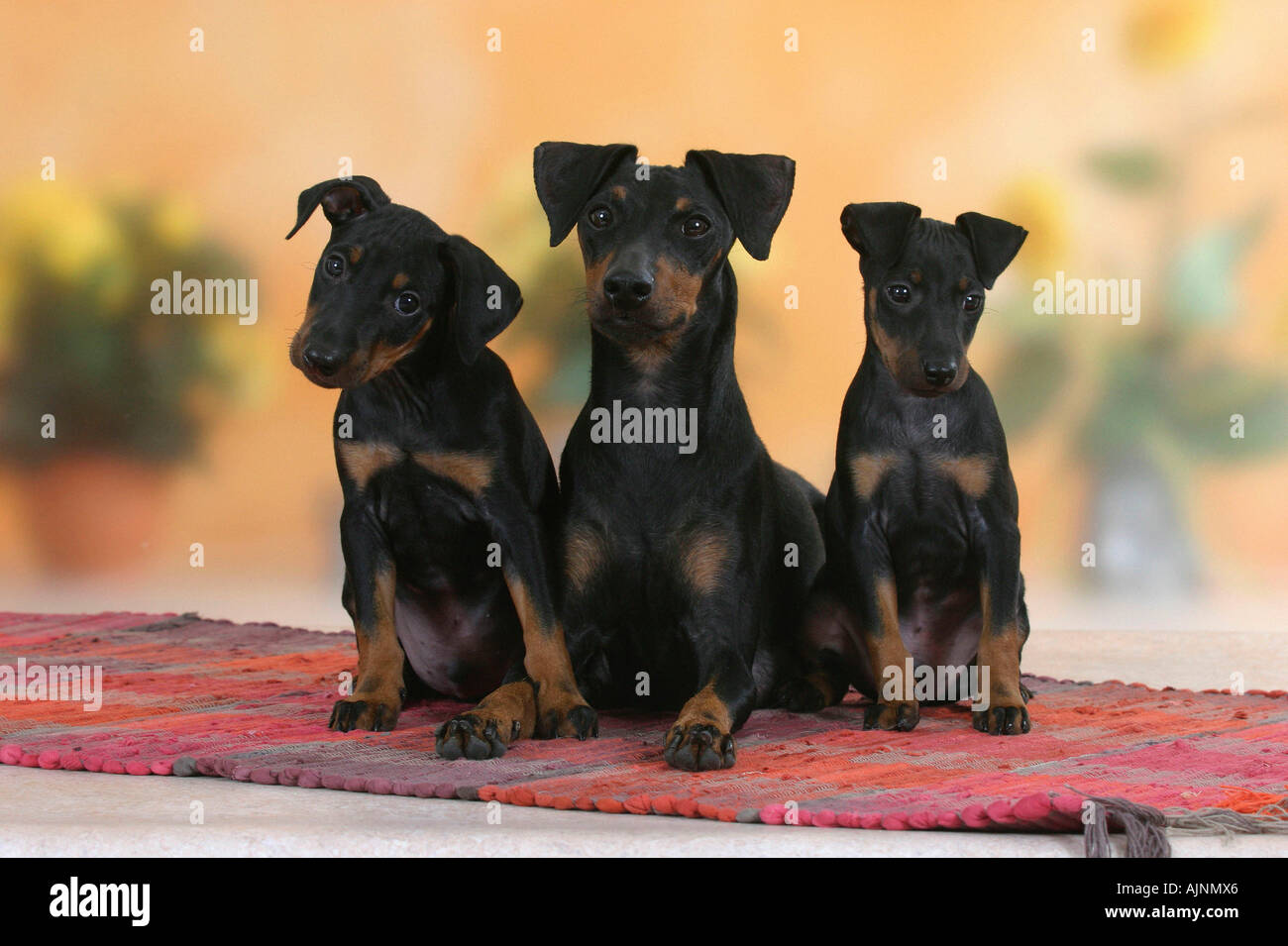 Manchester terrier puppies hi-res stock photography and images - Alamy