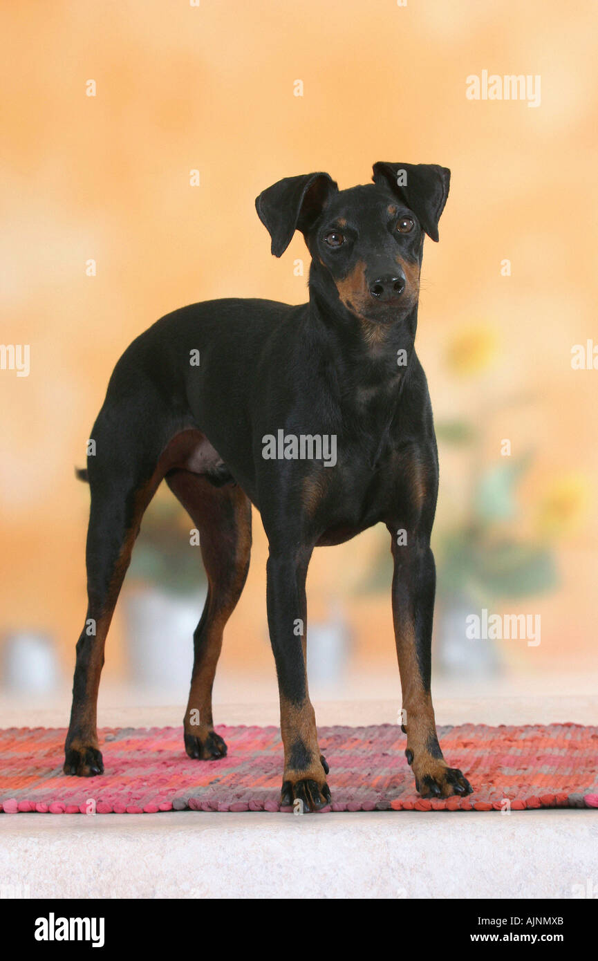 Manchester terrier dog terrier hi-res stock photography and images - Alamy