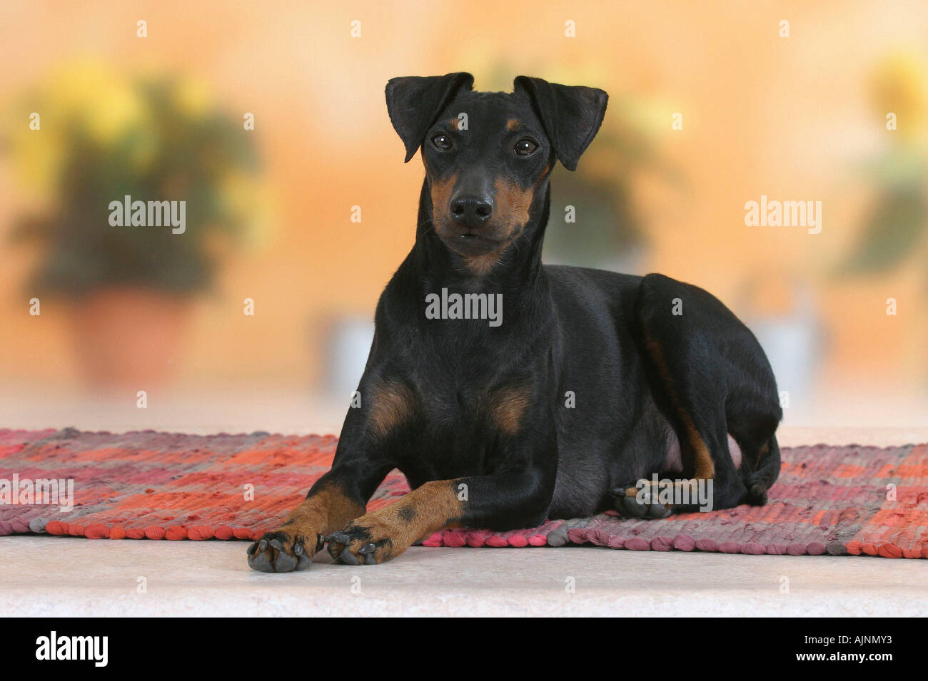 Manchester terrier hi-res stock photography and images - Alamy