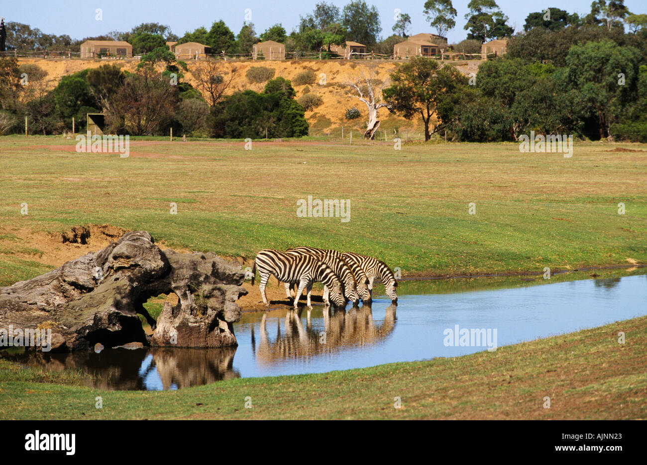 Chapmans zebras at Werribee Open Range Zoo Melbourne Victoria Australia ...