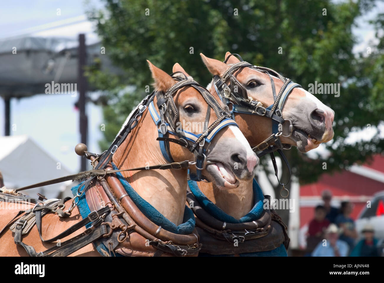 Horses at a fair competing in a horse pulling contest Stock Photo - Alamy