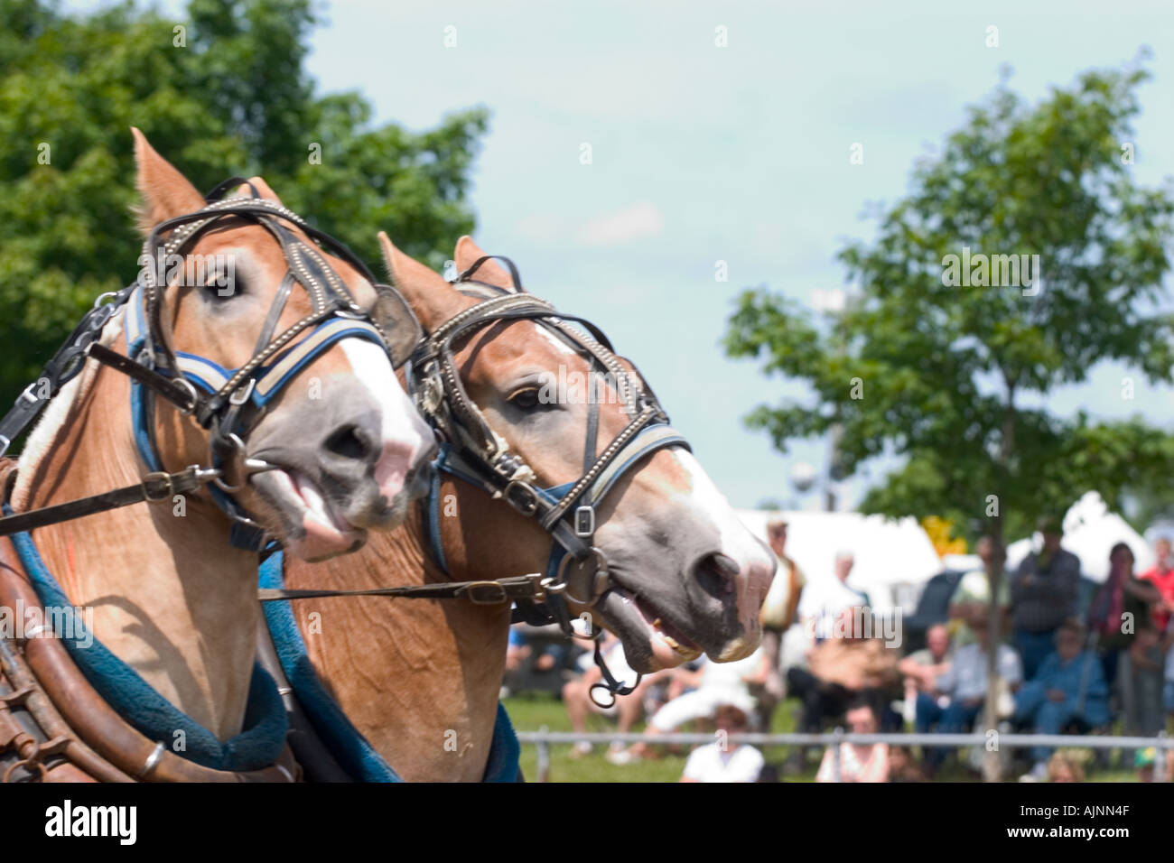Horses at a fair competing in a horse pulling contest Stock Photo - Alamy