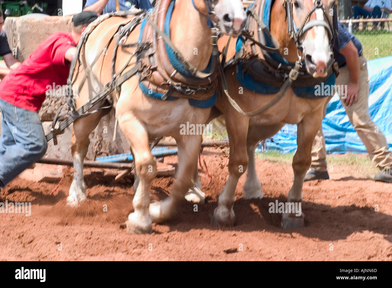 Horses at a fair competing in a horse pulling contest Stock Photo - Alamy
