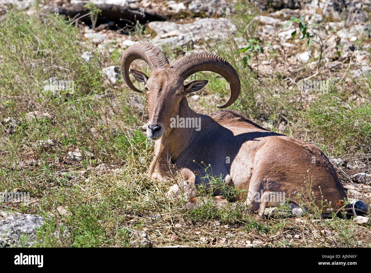Aoudad africa hi-res stock photography and images - Alamy