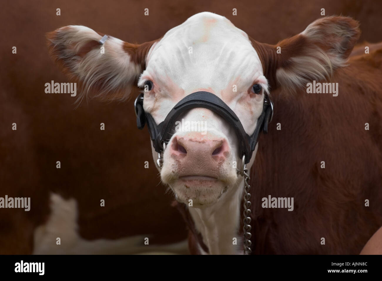 Single cattle at a fair Stock Photo - Alamy