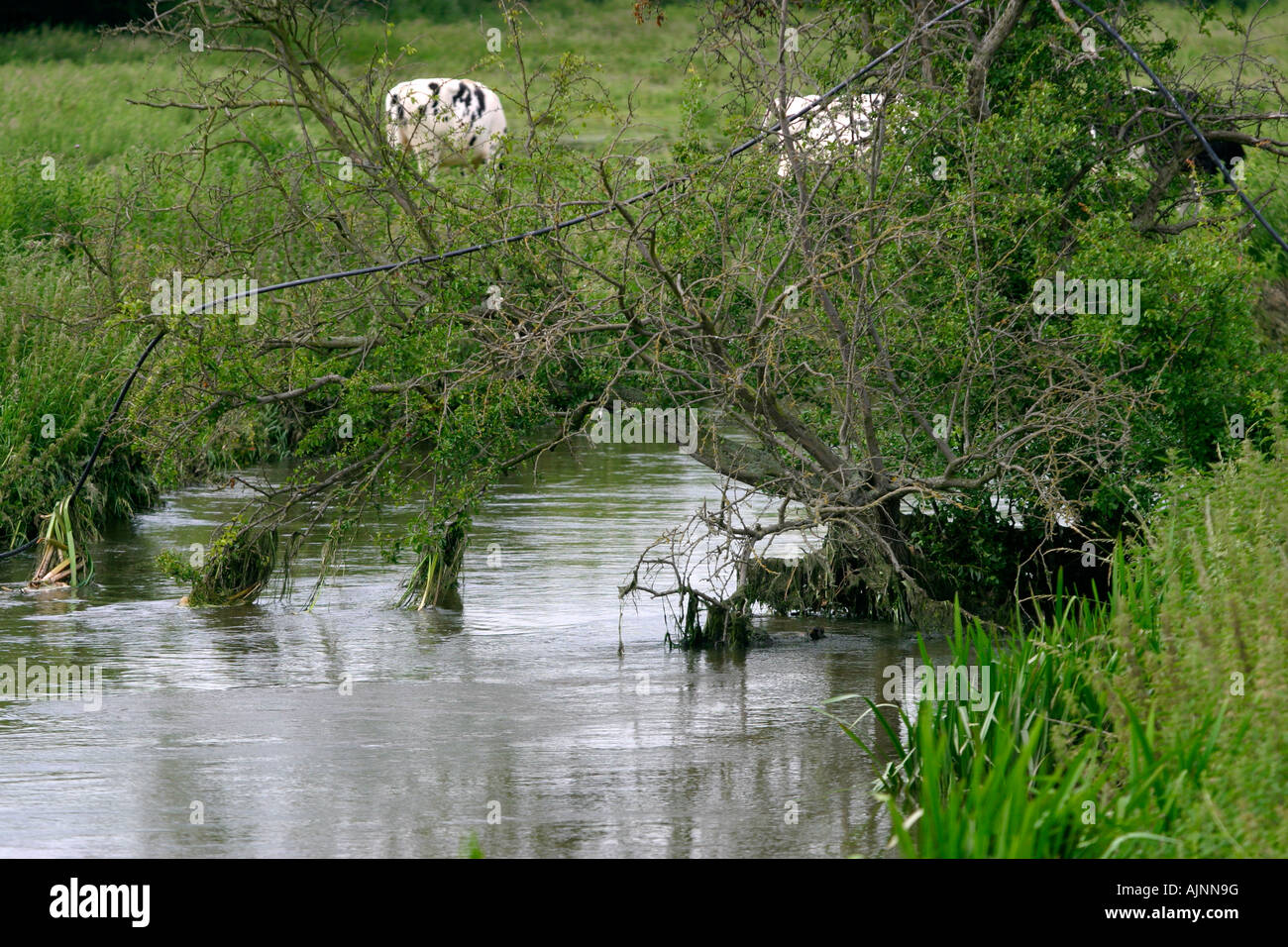 River bank erosion on the River Erewash, Sandiacre, Nottingham Stock ...