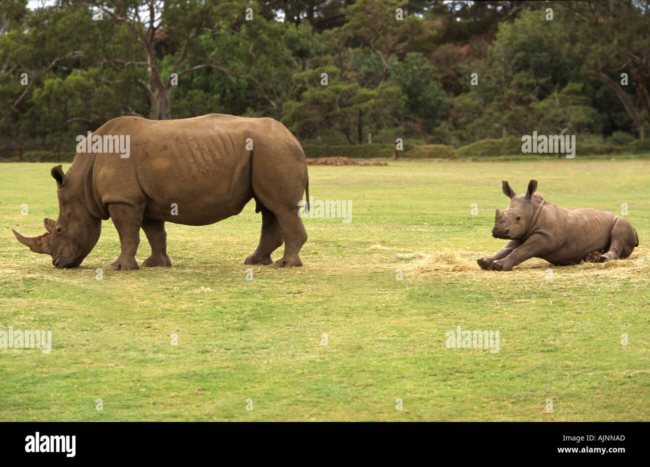 Size comparison proportional horn hi-res stock photography and images ...