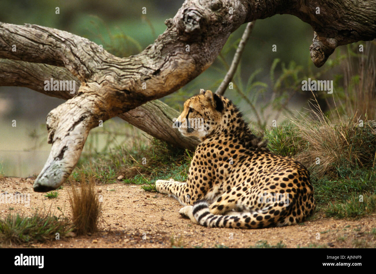 Cheetah Werribee Open Range Zoo Melbourne Victoria Australia horizontal ...
