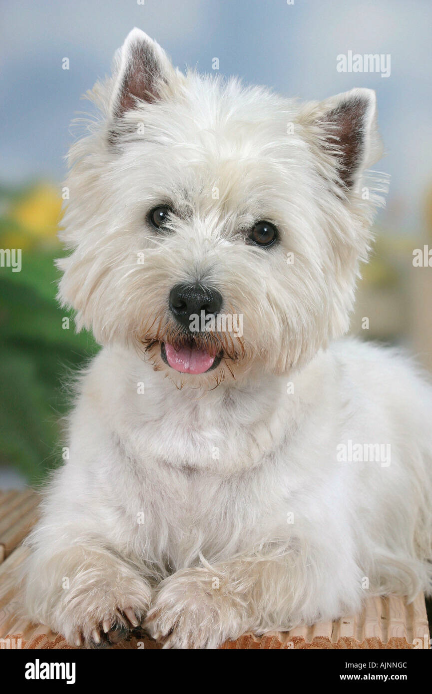 Westie hi-res stock photography and images - Alamy