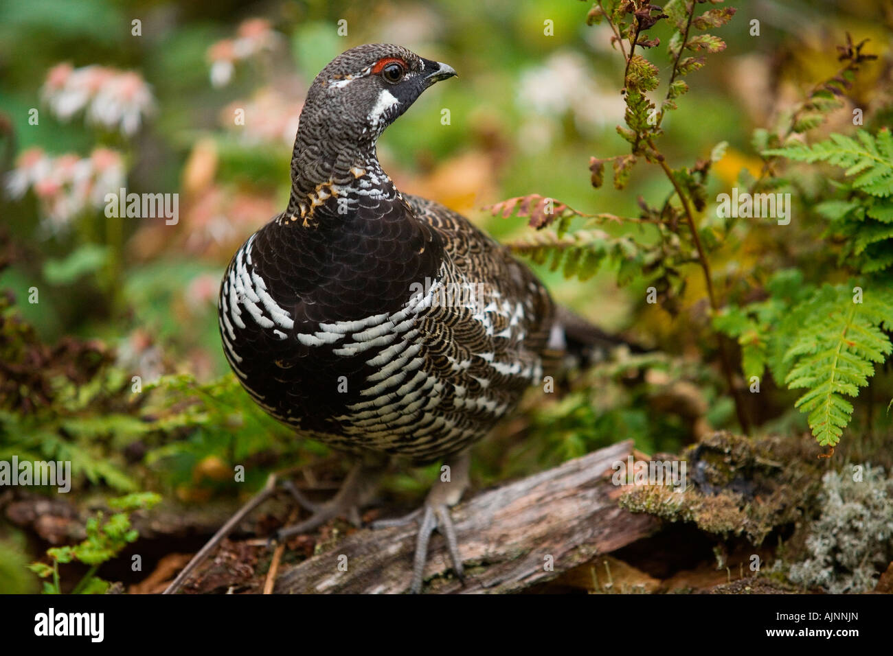 Spruce Grouse, (Falcipennis canadensis), Cape Breton Highlands National ...