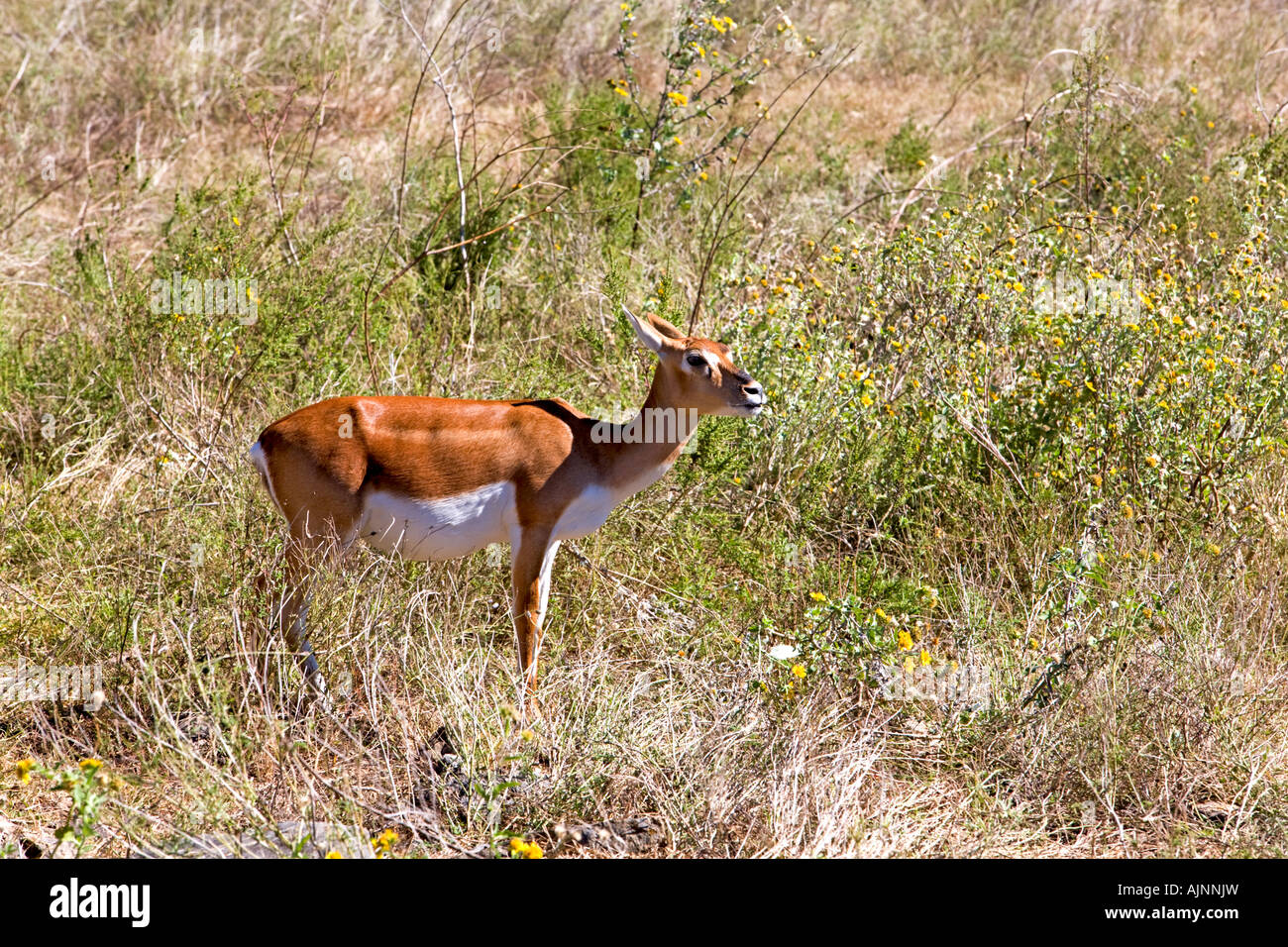 Blackbuck female from India Pakistan on wildlife sanctuary preserve in ...