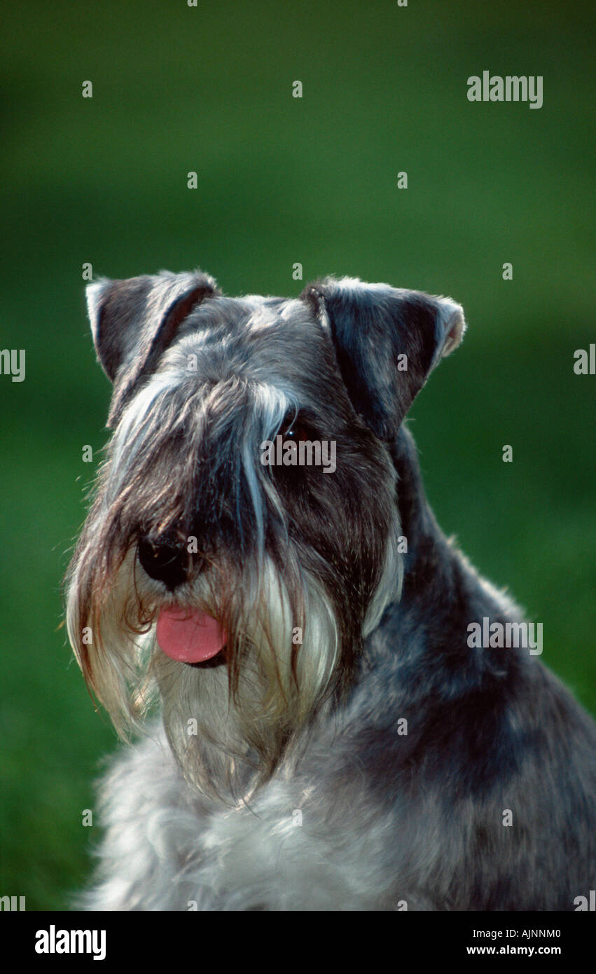 Miniature Schnauzer pepper and salt Stock Photo - Alamy