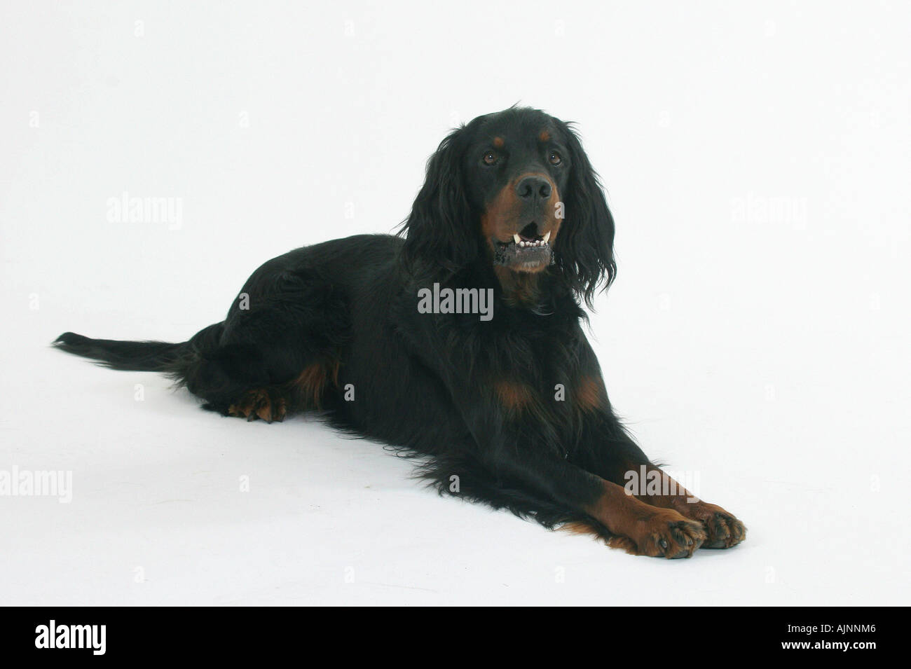 Setter gordon hi-res stock photography and images - Alamy