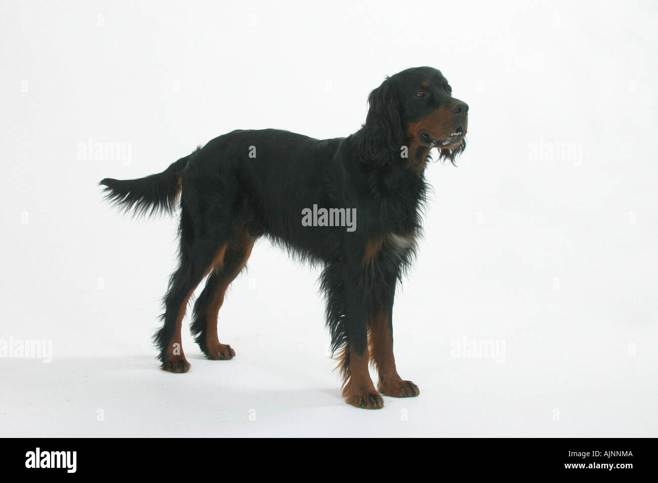 Gordon standing hi-res stock photography and images - Alamy