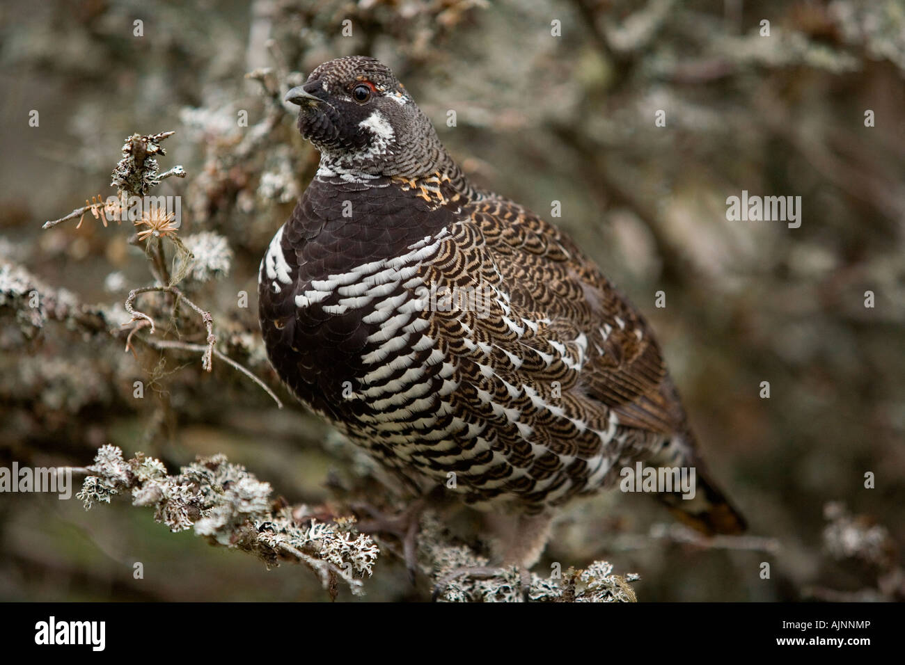 Falcipennis canadensis hi-res stock photography and images - Alamy