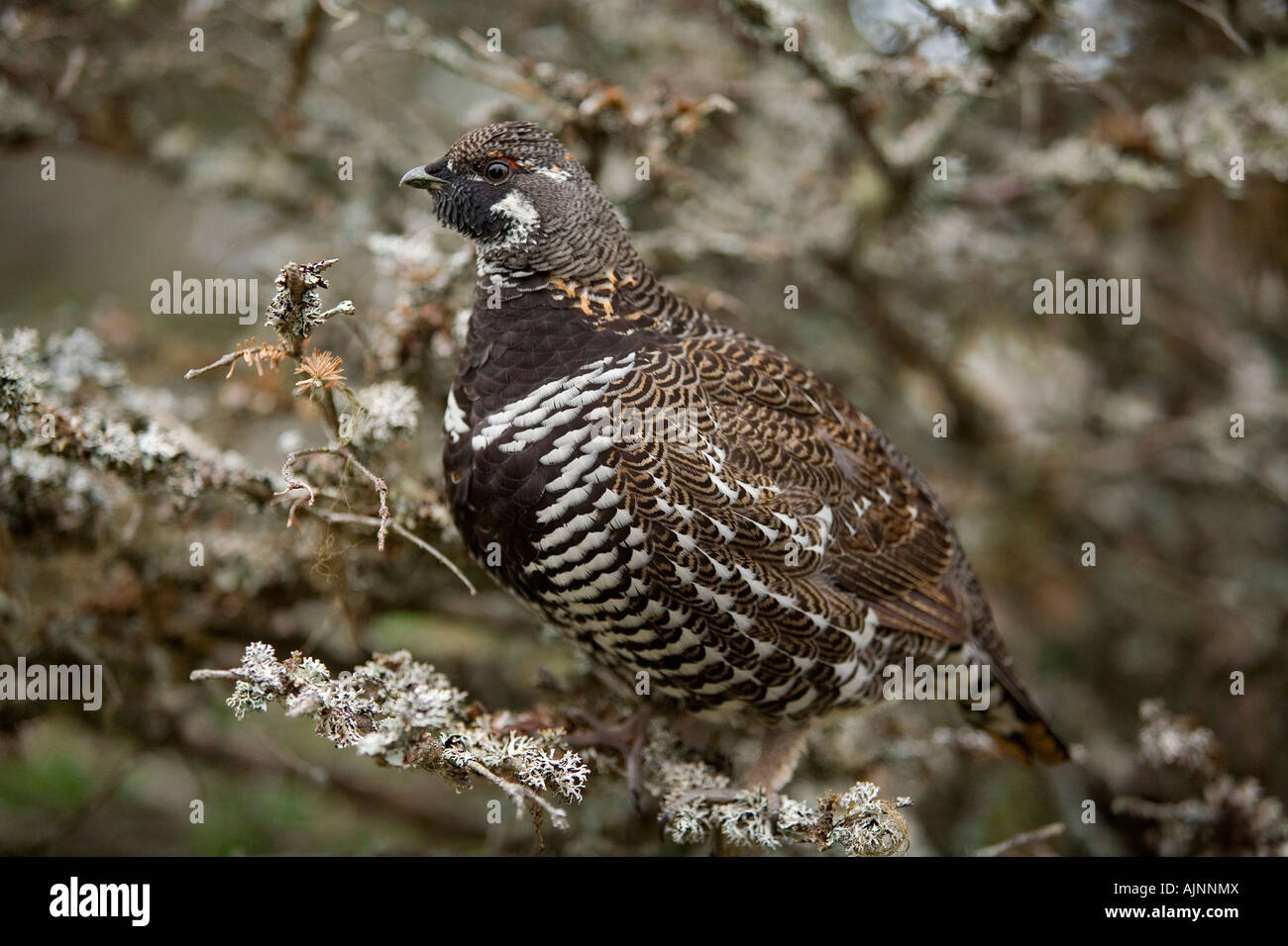 Spruce Grouse, (Falcipennis canadensis), Cape Breton Highlands National ...