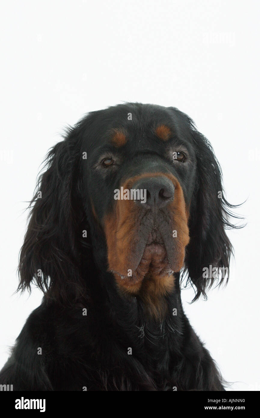 Portrait of gordon setter hi-res stock photography and images - Alamy
