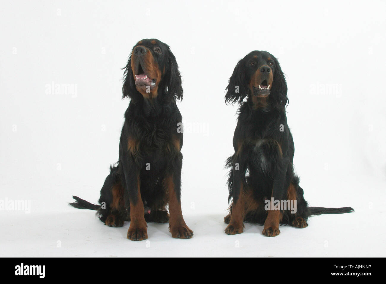 Setter gordon hi-res stock photography and images - Alamy