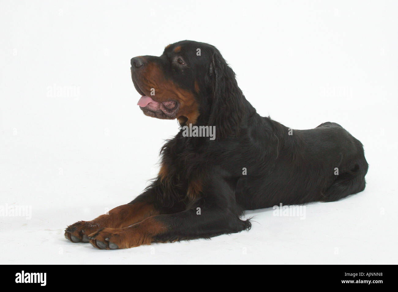 Pointing setter hi-res stock photography and images - Alamy