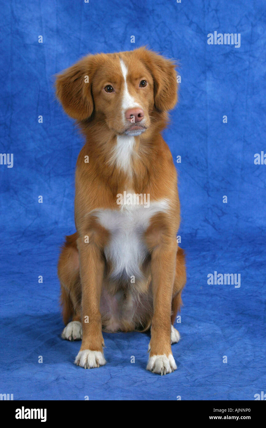 Sitting toller hi-res stock photography and images - Alamy