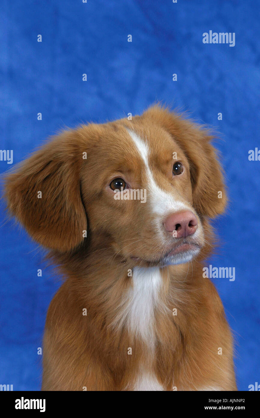 Nova Scotia Duck Tolling Retriever Duck Toller Stock Photo - Alamy