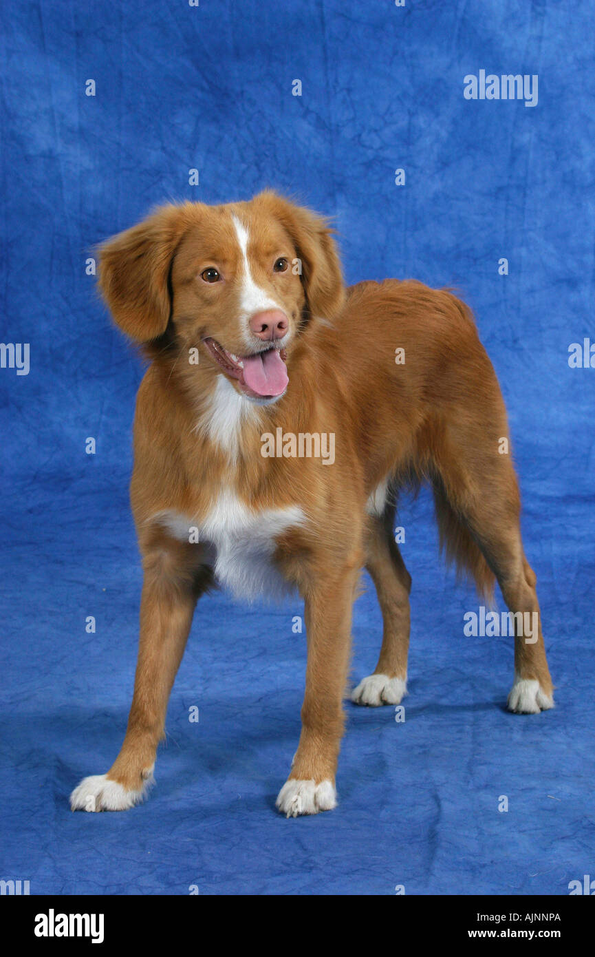 Nova Scotia Duck Tolling Retriever Duck Toller Stock Photo - Alamy
