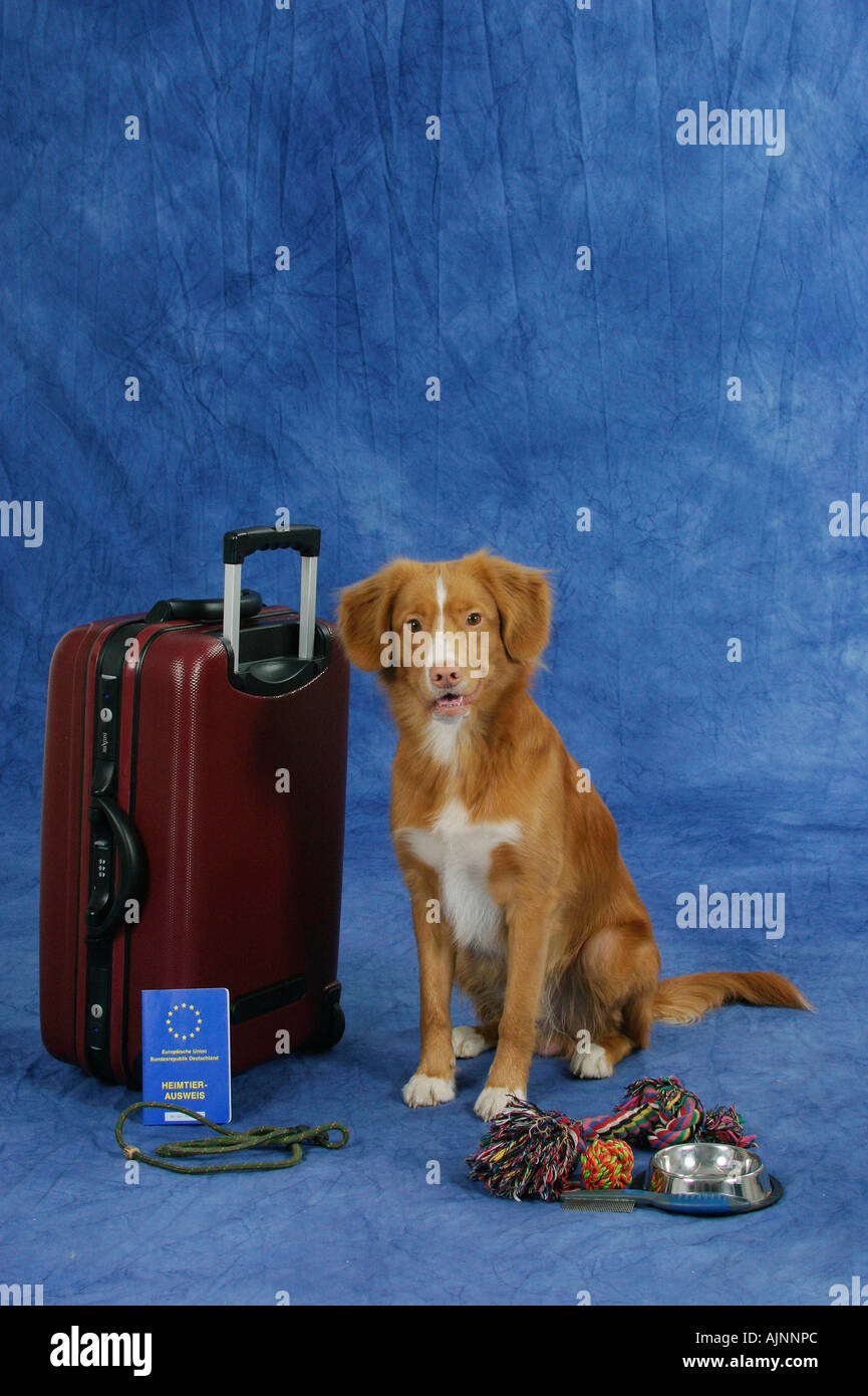 Nova Scotia Duck Tolling Retriever with suitcase Duck Toller Stock ...