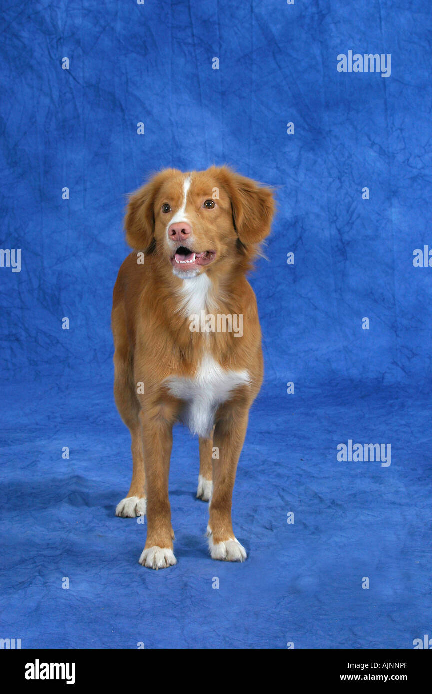 Nova Scotia Duck Tolling Retriever Duck Toller Stock Photo - Alamy