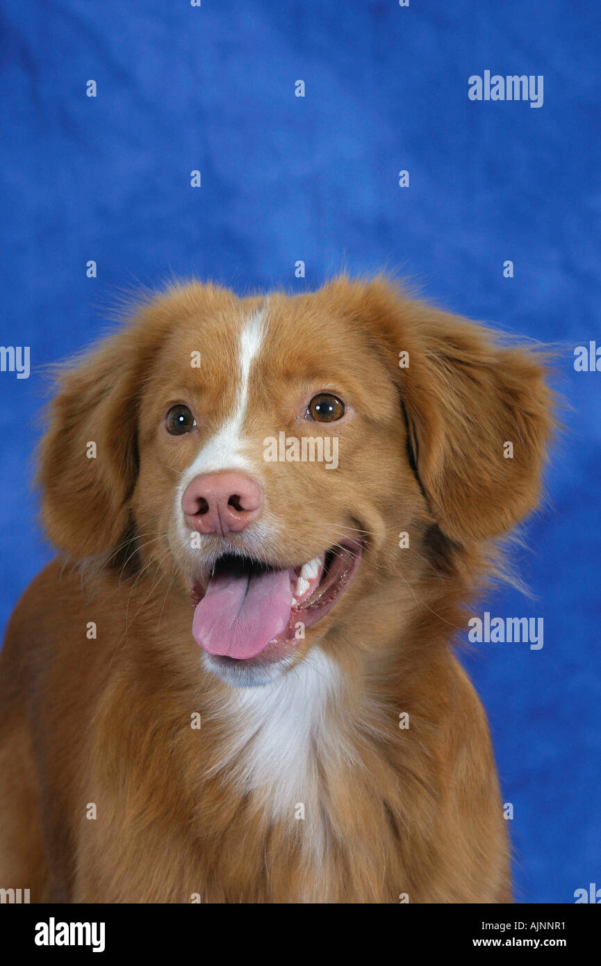 Toller hi-res stock photography and images - Alamy