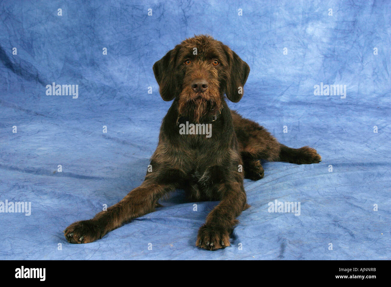 German Broken coated Pointing Dog Stock Photo - Alamy
